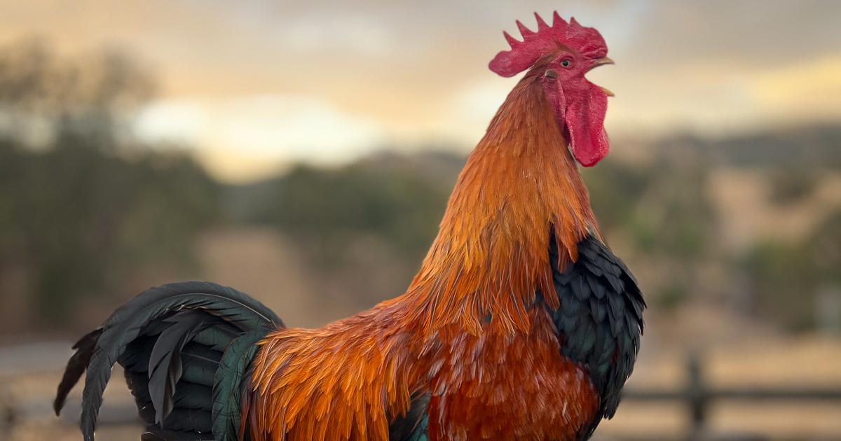 Welcome | Chook Journal